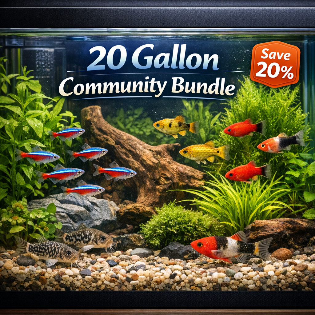 20 Gallon Community Bundle | Nano Fish Direct